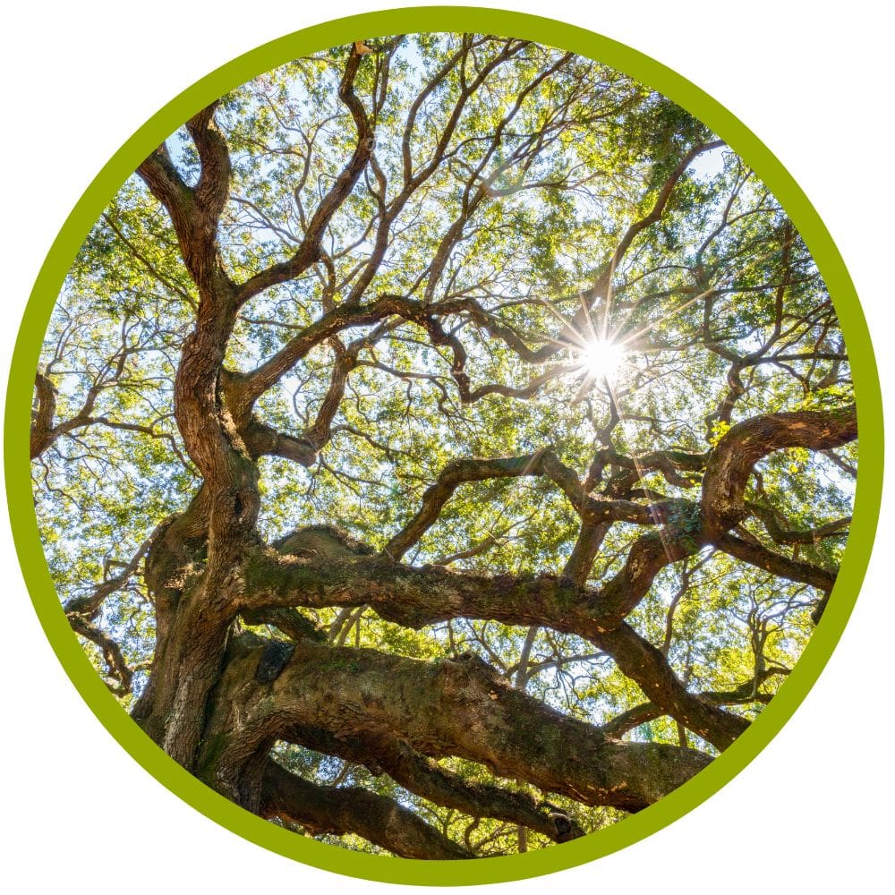 Plant Profile - Coastal Live Oak - Capital Arborists