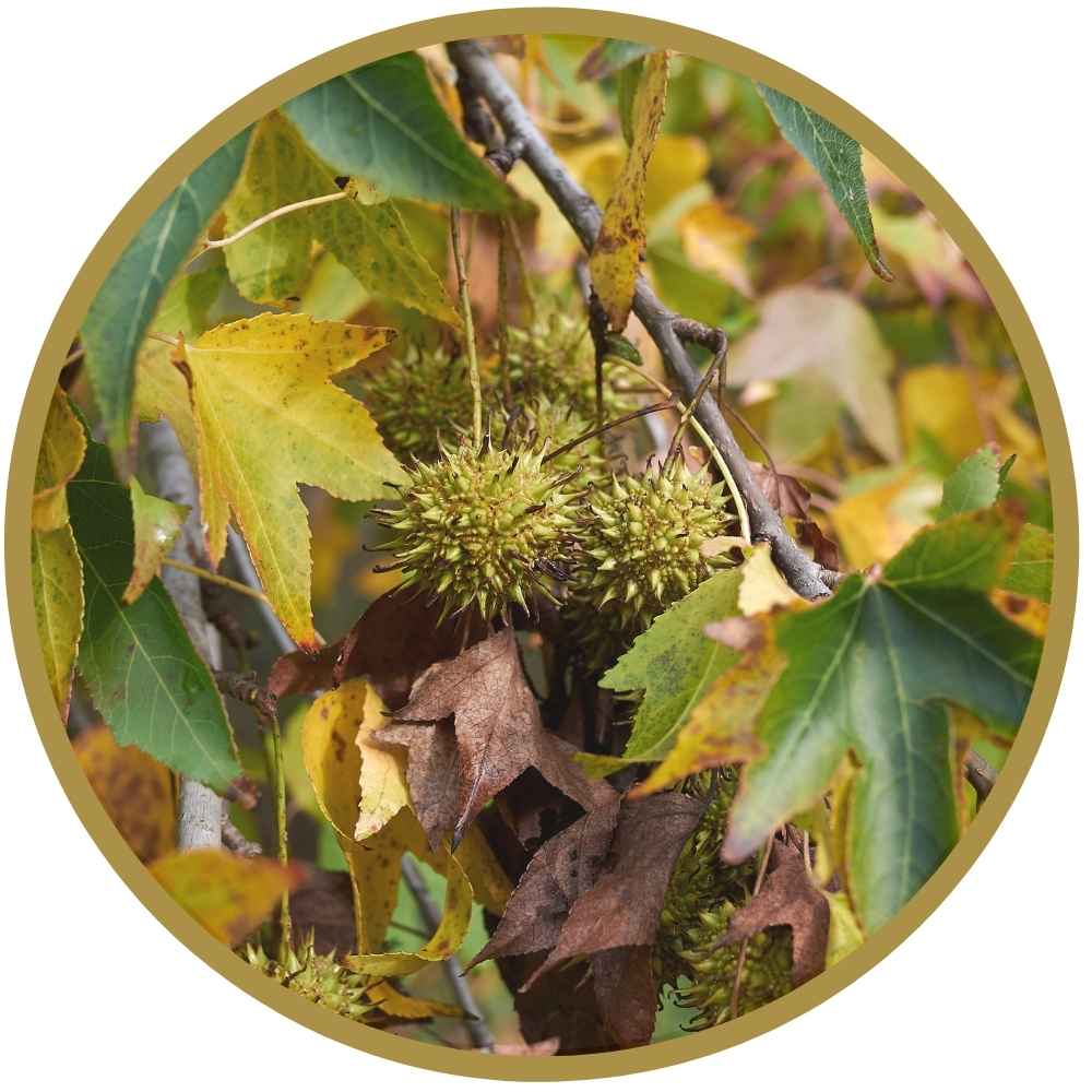 Plant Profile - Liquidambar - Capital Arborists