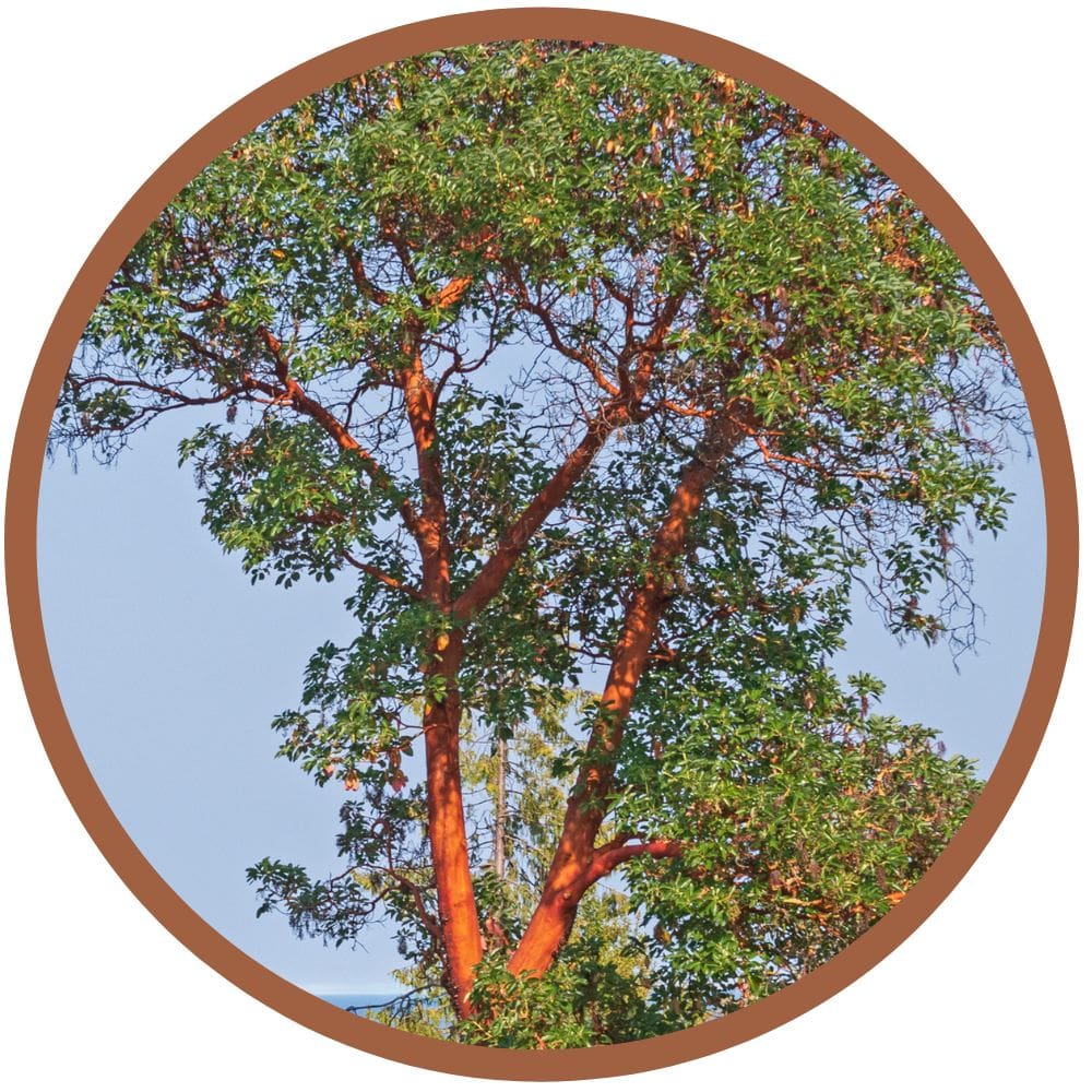 Plant Profile - Pacific Madrone - Capital Arborists