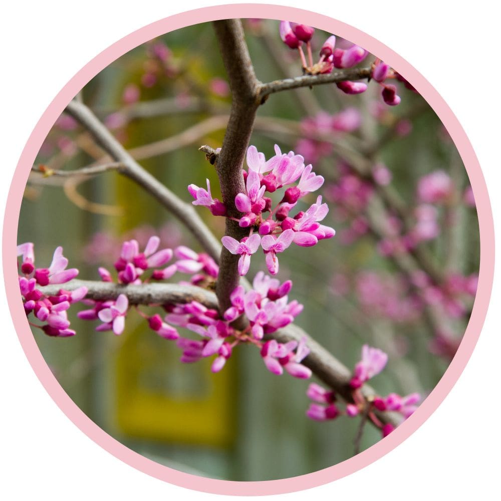 Plant Profile - Western Redbud - Capital Arborists