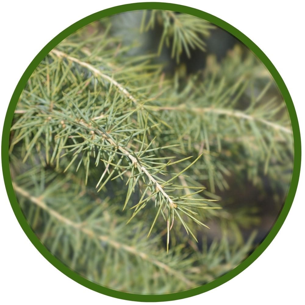 Plant Profile - Deodar Cedar - Capital Arborists